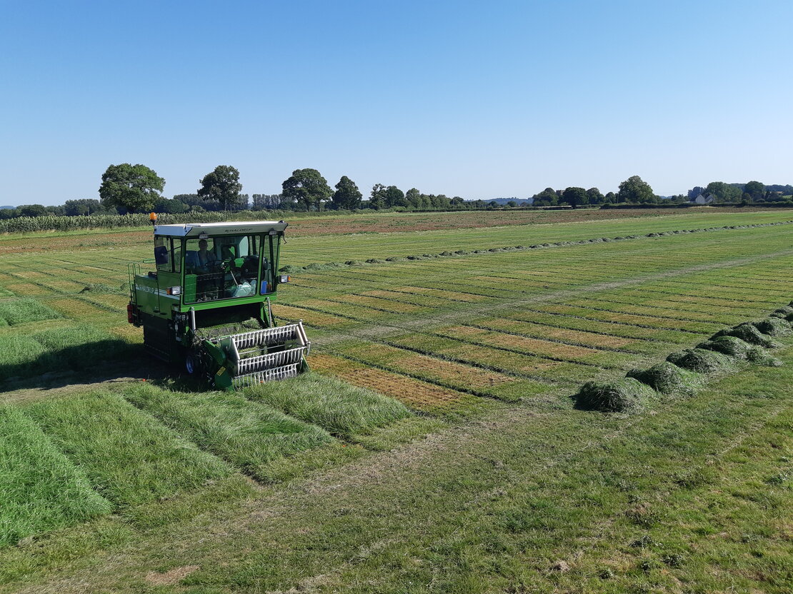 DSV | Grass breeding update