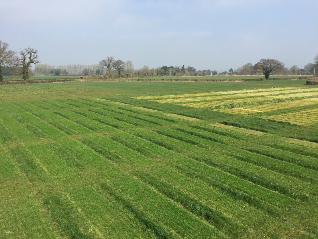 DSV | What's on in forage trials